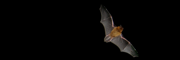 The Northern Ireland Bat Group